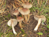 Inocybe - hystrix